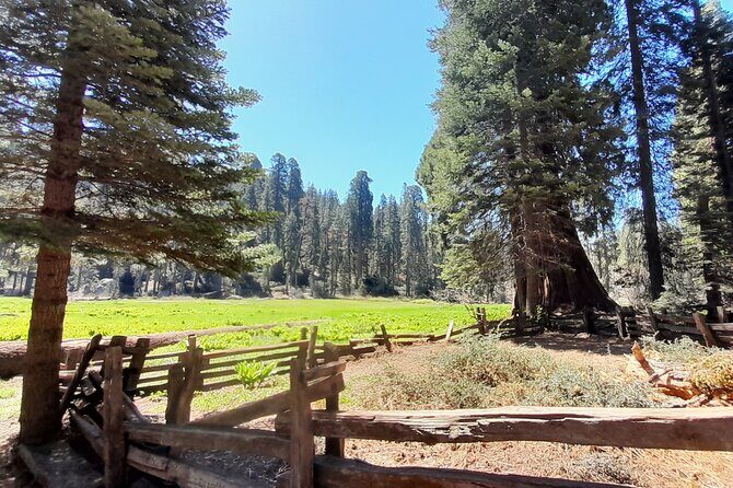 5-Star Rated Sequoia Winter Tour - Experience the Majesty of Sequoia in Winter With Keifers Giant Sequoia Tours