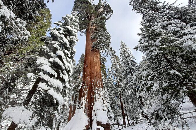 5-Star Rated Sequoia Winter Tour - Who Should Consider This Tour?