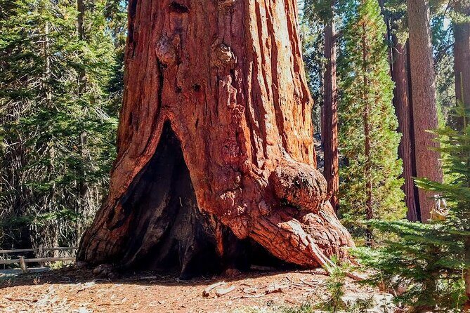 5-Star Rated Sequoia Winter Tour - Final Thoughts: Why Choose Keifers Giant Sequoia Tour?