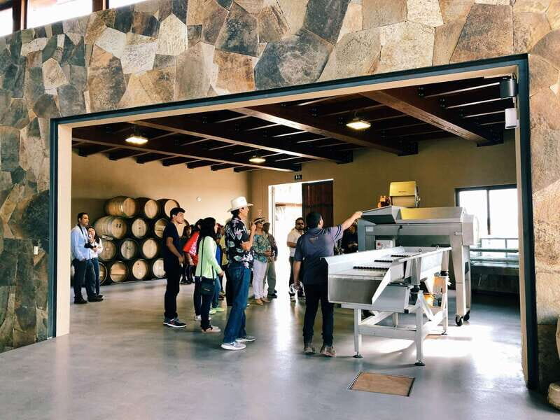 5 wines Tastings with Tour in Valle de Guadalupe Winery - What to Expect During the Wine Tasting
