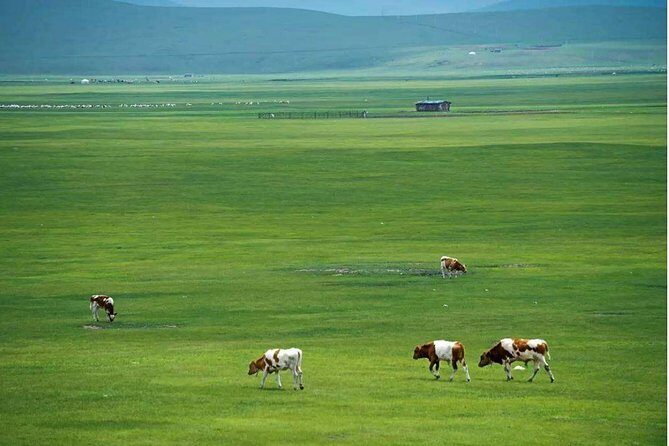 5Day Hulun Buir Private Tour to Grassland and Wetland with Hotel - Frequently Asked Questions