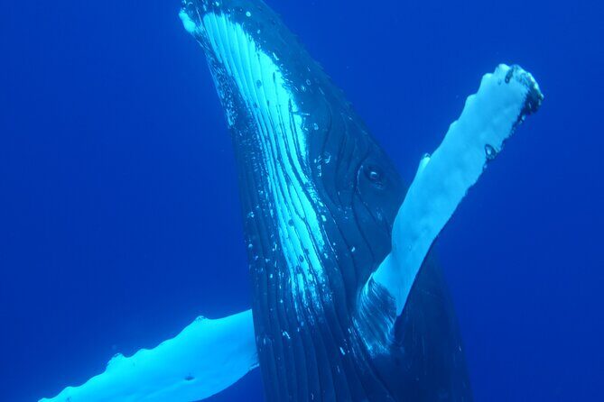 5h Respectful whale excursion complete - Introduction: Why This Tour Might Be Your Best Choice in Tahiti