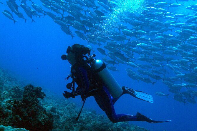 5h Respectful whale excursion complete - The Sum Up: Is This Tour Worth It?