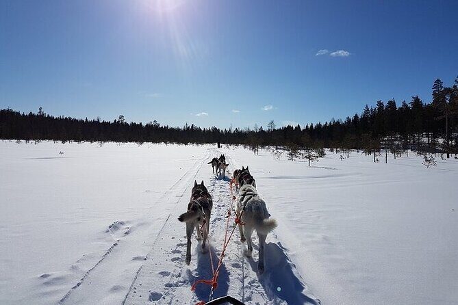 5KM Husky Sled Ride from Levi - What to Expect from the Husky Sled Ride