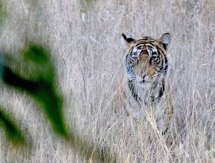 5Night 6Day Private Golden Triangle Tour With Jhalana Safari - An In-Depth Look at the Itinerary