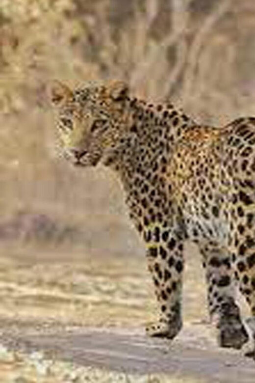 5Night 6Day Private Golden Triangle Tour With Jhalana Safari - Authentic Experiences and Traveler Feedback