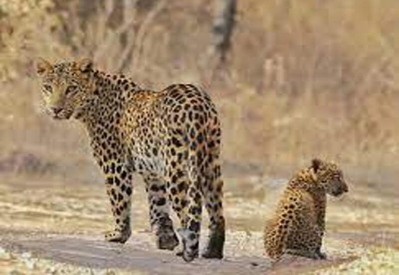 5Night 6Day Private Golden Triangle Tour With Jhalana Safari - Frequently Asked Questions