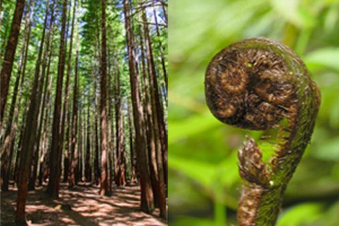 6.5 hour Small-Group Rotorua Naturally Shore Excursion - Tauranga - The Sum Up