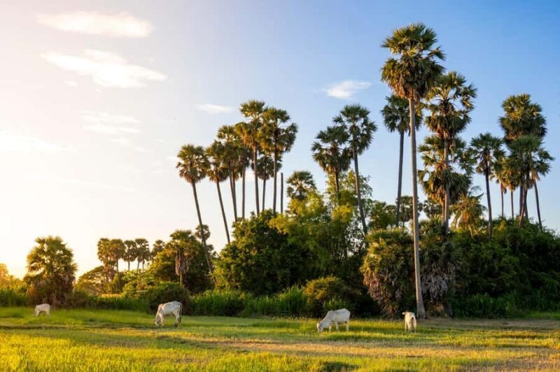 6-Day Authentic Cambodia Tour from Siem Reap to Battambang - An In-Depth Look at the Itinerary