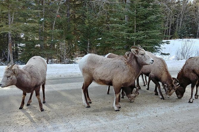 6 Day Canadian Rocky Mountains Explorer Private Tour - A Deep Dive into the Rockies Private Tour
