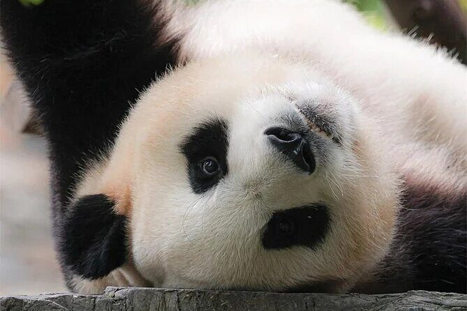 6-Day Chengdu Free Tour with Accommodation and Airport Transfer - Final Thoughts: Who Will Find This Tour a Great Fit?