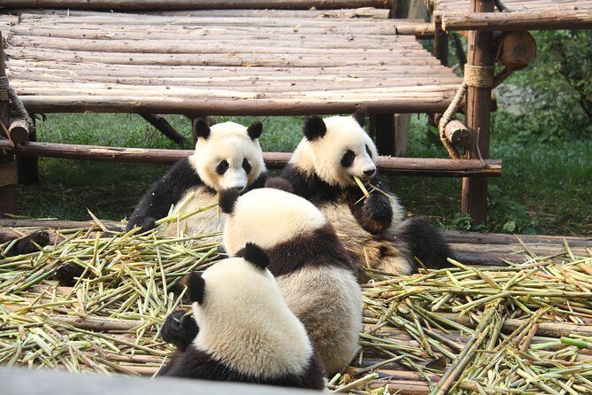6-Day Private Tour from Chengdu to Zhangjiajie - Summing Up: Who Should Consider This Tour?