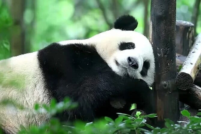 6-Day Tour Dujiangyan, Qingcheng Mountain, Chengdu Panda Base - Exploring the Heart of Sichuan: What to Expect from the Itinerary