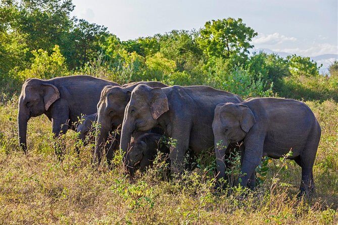 6 Day Tour of NuwaraEliya,Ella,Udawalawe,Tangalle,Mirissa&Bentota - Exploring the Flavors of Sri Lanka: A Day-by-Day Breakdown