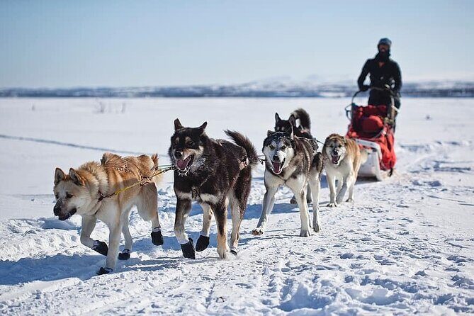 6 Day Winter Wonderland Tour in Yellowstone National Park - An In-Depth Look at the Experience