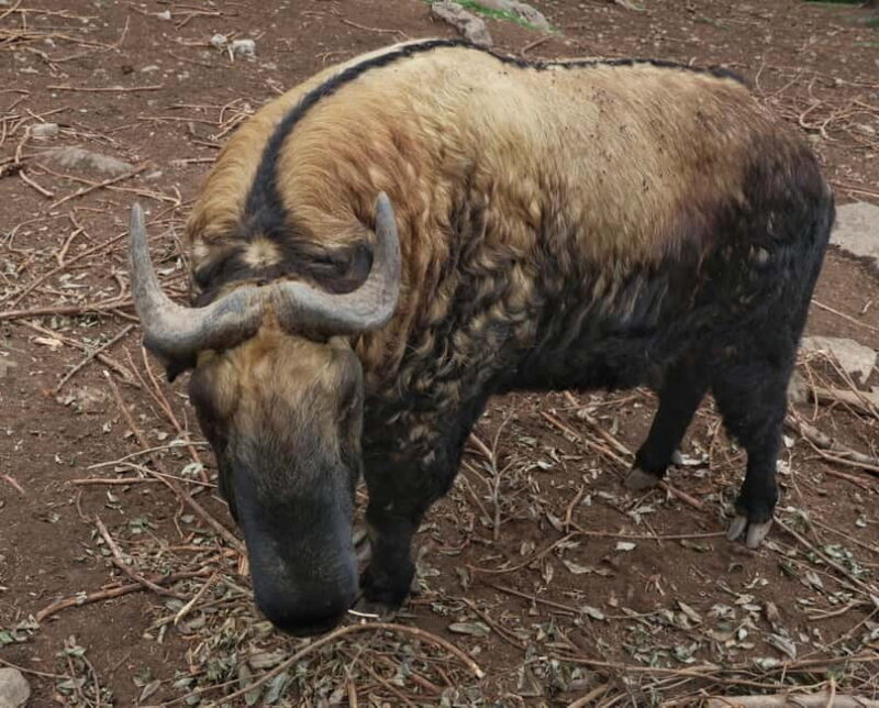 6 Days Bhutan Tour - Gangtey - FAQ