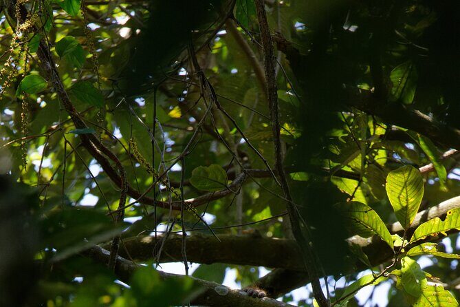 6 Days Bukit Lawang - Berastagi Tour (2D1N Jungle Treking + Sunrise Hiking) - The Sum Up