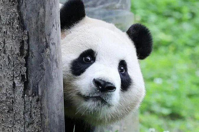 6 Days Chengdu Cultural and Night Scene Tour - Day 4: Culture and Nightlife