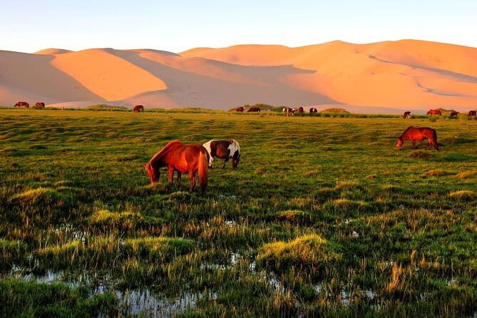 6 Days Color of Gobi Desert - An In-Depth Look at the 6-Day Gobi Desert Tour