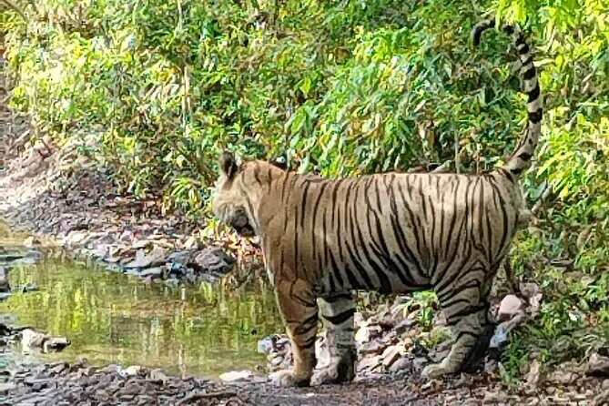 6 Days Delhi Agra Jaipur with Ranthambore Safari Road Trip - Discovering India’s Rich Tapestry in Six Days