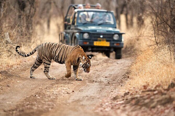 6 Days - Delhi, Agra, Ranthambore and Jaipur Private Guided Tour - Key Points