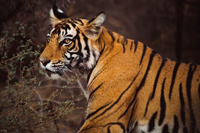 6 Days Golden Triangle Tour with Ranthambore Delhi Agra Jaipur - A Deep Dive Into the Itinerary