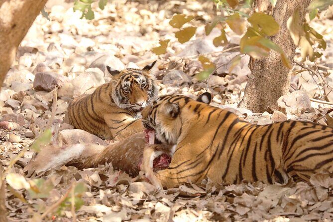6 Days Golden Triangle Tour with Ranthambore Delhi Agra Jaipur - FAQs