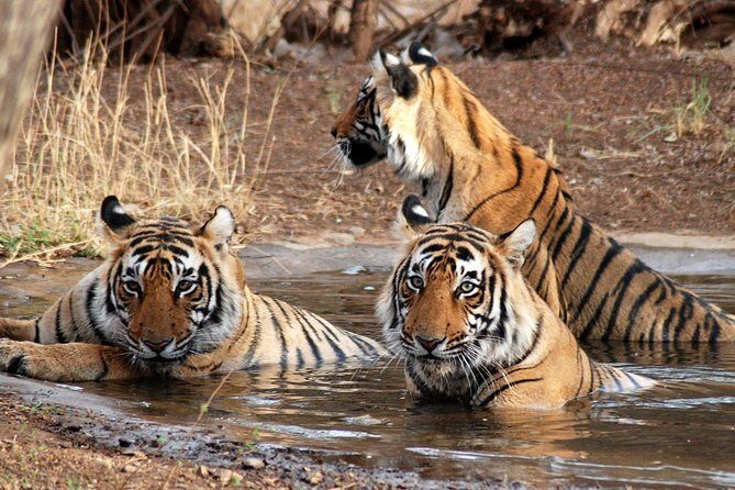6 Days Golden Triangle Tour with Ranthambore: Delhi Agra Jaipur Ranthambore Tour - Detailed Experience Breakdown
