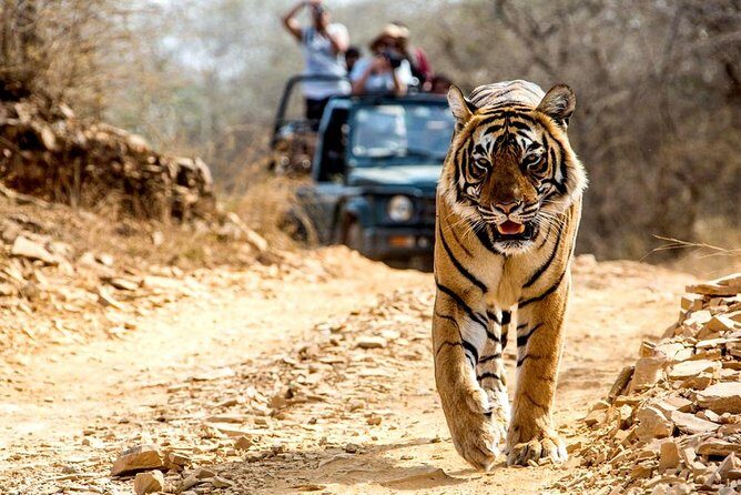 6 Days Golden Triangle with Ranthambore Tiger Safari - The Practical Side — Price, Transport, and Additional Costs