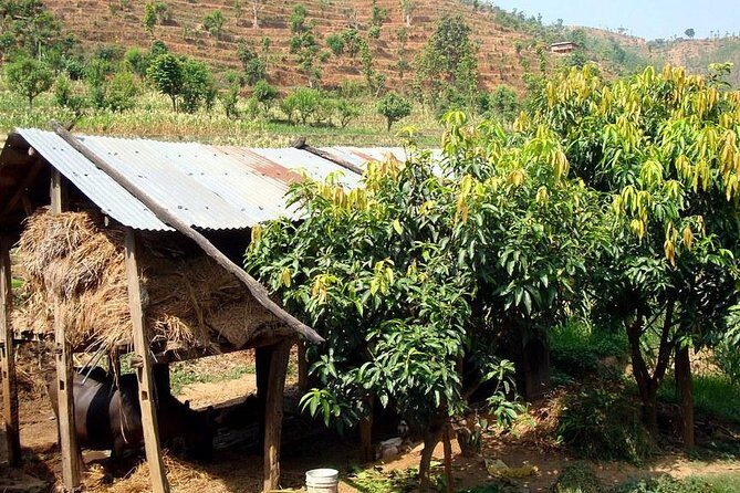 6 Days Pilgrimage Salang Village Homestay Hike - Day 5: Downhill Return and Drive to Kathmandu