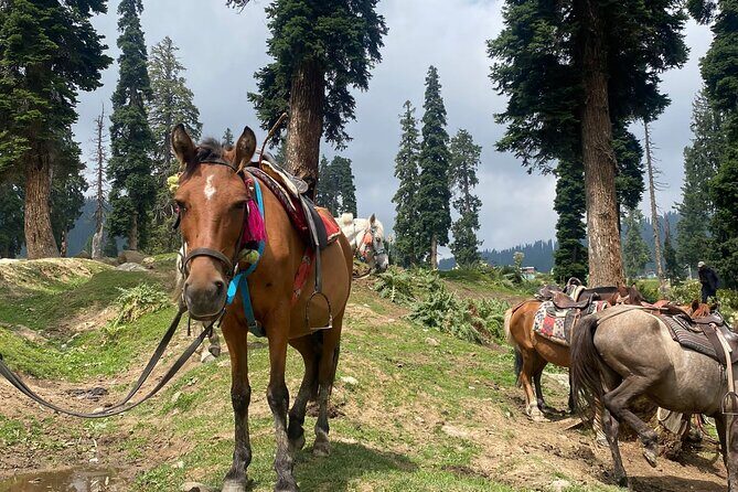 6 Days Private Guided Tour from Kashmir to Delhi - FAQs