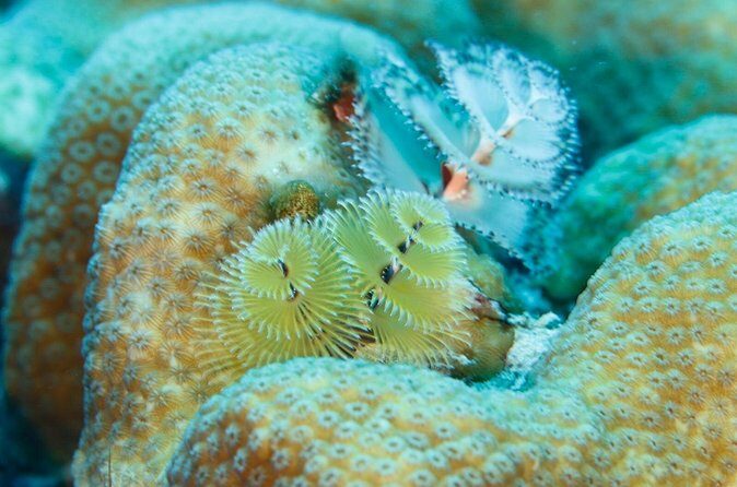 6 days Unlimited Diving Air and Nitrox package - The Itinerary and What You Can Expect Each Day