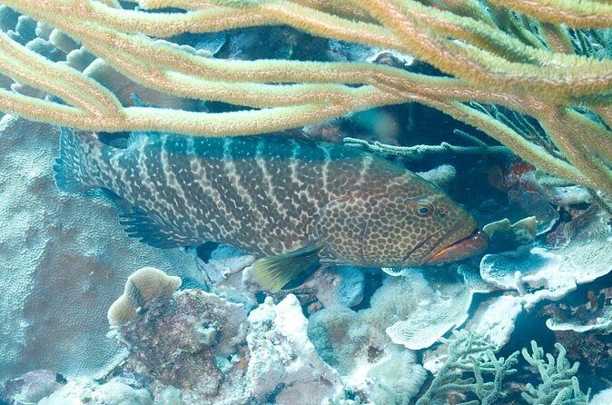 6 days Unlimited Diving Air and Nitrox package - Final Thoughts: Who Will Appreciate This Experience?