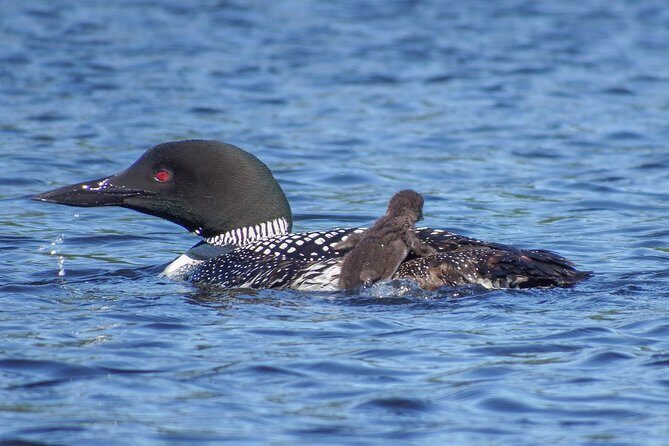 6 Hour Algonquin Park Canoe Trip - Final Thoughts: Is It Worth It?