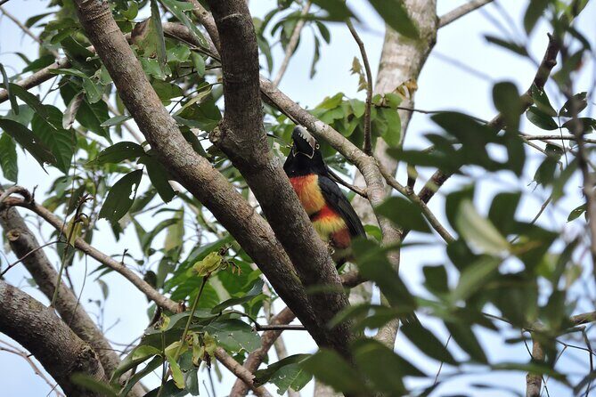 6-Hour Birdwatching Ruta de los Cenotes Playa del Carmen - Exploring the Itinerary in Detail