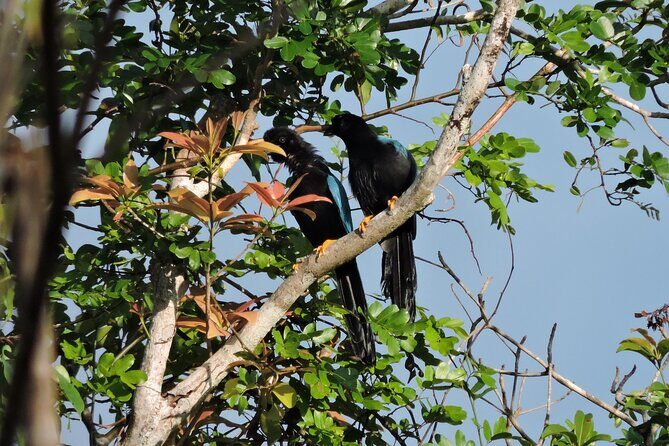 6-Hour Birdwatching Ruta de los Cenotes Playa del Carmen - What’s Included and What You Should Know