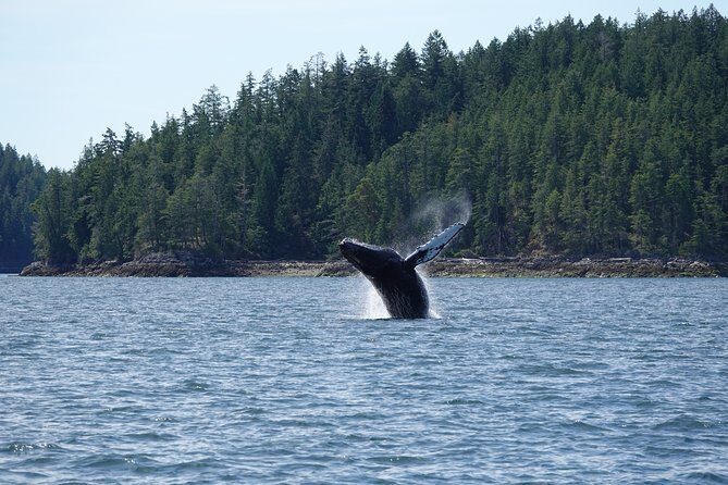6 hour Covered Boat Whale Watching Tour - Key Points
