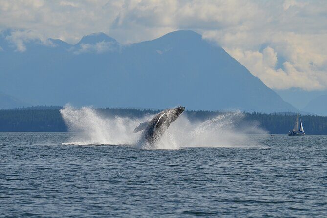 6 hour Covered Boat Whale Watching Tour - FAQ