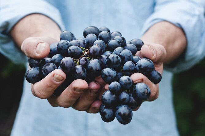 6 Hour Custom Napa or Sonoma Private Wine Tour - Key Points