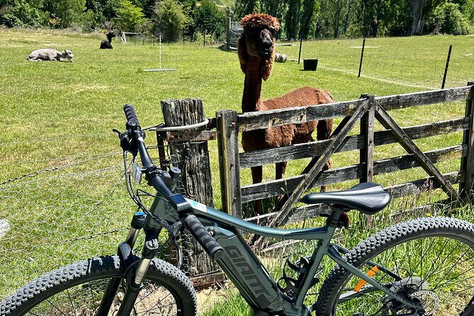 6 Hour EBike Rental in Queenstown New Zealand - Setting the Scene: What to Expect from the E-Bike Experience