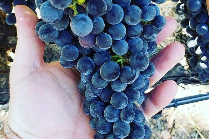 6-Hour Luxury Napa Wine Tasting Tour with Route Planning - Final Thoughts