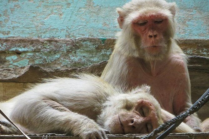 6-hour Morning tour of Varanasi with Boat Ride, Akhada & Heritage Walk - Who Should Book This Tour?