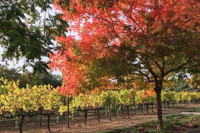 6 Hour Napa or Sonoma Valley Wine Tour by Private SUV - The Value of a Private Guide and Flexible Itinerary