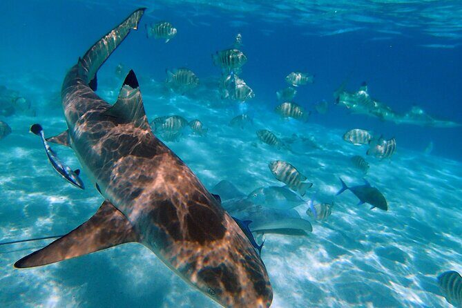 6 Hour Private Boat Activity with Snorkeling & Lunch - Who Should Consider This Tour?