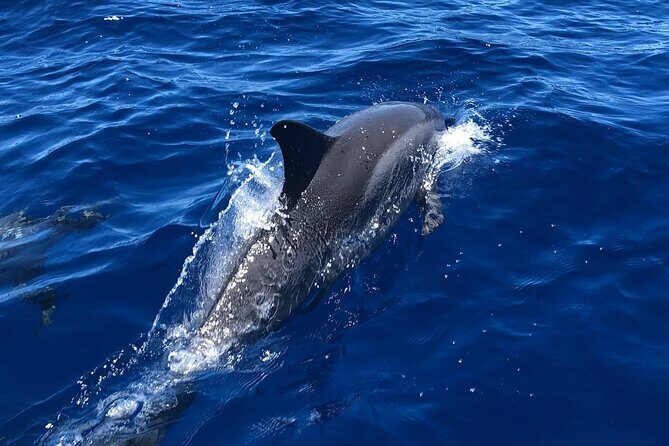 6 Hour Private Charter in Kona - An Honest Look at the 6 Hour Private Charter in Kona