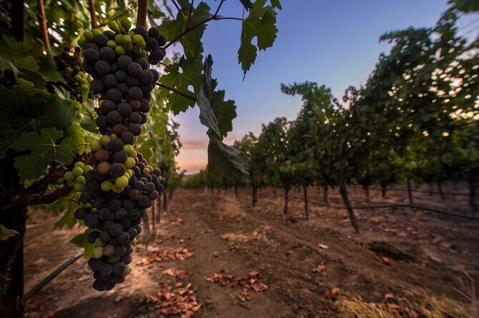 6-hour Private Luxury SUV Wine Tour in Napa Or Sonoma Valley - The Real-World Experience — Insights from Travelers