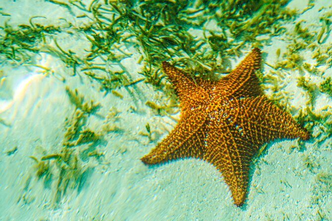 6 Hour Private Saona Island Tour with Snorkeling - Final Thoughts