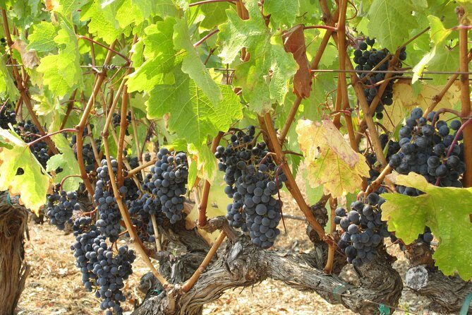 6-Hour Private Wine Country Tour of Napa in Crossover SUV (up to 6 people) - The Bottom Line