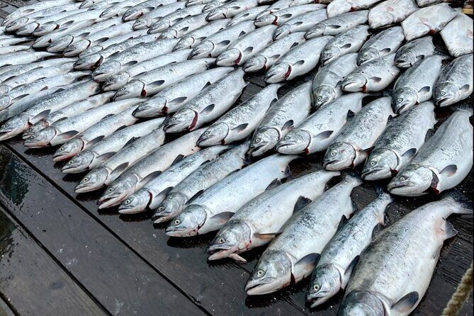 6 Hour Salmon Trip - Key Points