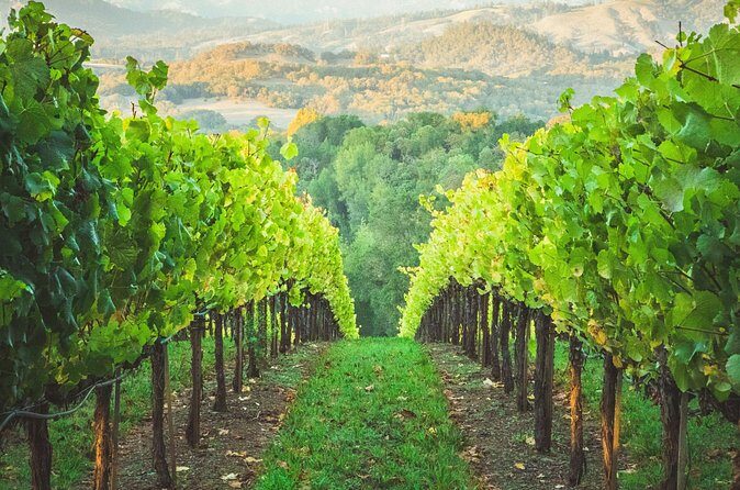 6 Hour Sonoma Boutique Wine Tour-Private Black Car,up to 6 Guests - Final Thoughts: Is It Worth It?